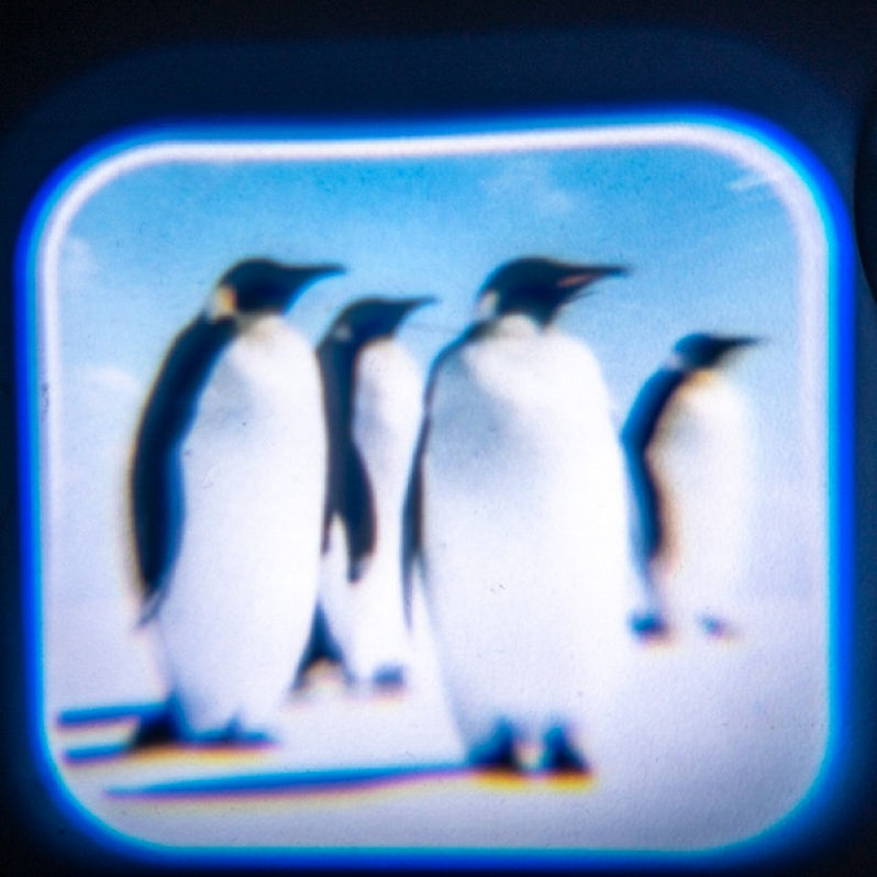 Torch Projector | Sea Animals — Delightful Rainglow